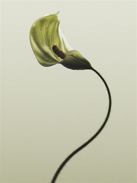 Lilly Animation Behance