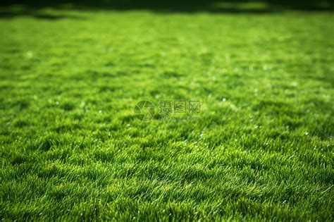 清新的绿色之美高清图片下载 正版图片600756784 摄图网