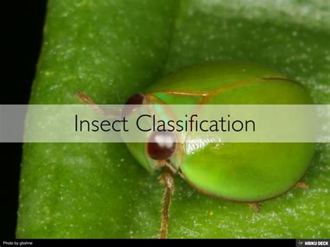 Insect Classification Pdf