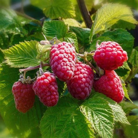 Buy Thornless Caroline Raspberry Plants Rubus Idaeus Caroline