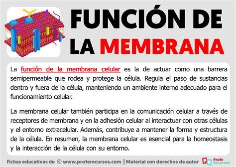 Función De La Membrana Celular