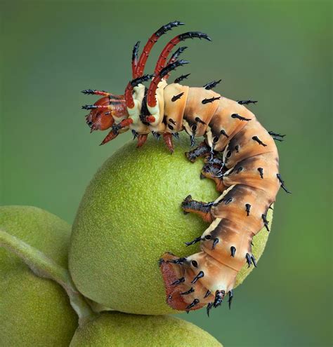 Caterpillars Can Grow Quite Large