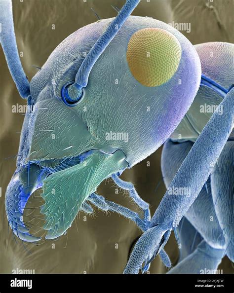 Ant Head Coloured Scanning Electron Micrograph Sem Of The Head Of A