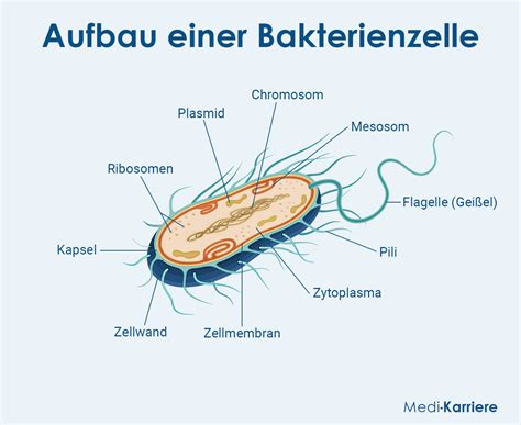 Bakterien Aufbau Funktion Krankheiten And Antibiotika