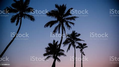 야자수 와 일몰 핑크 하늘 열대 리조트 여름 휴가 리조트 0명에 대한 스톡 사진 및 기타 이미지 0명 5가지 개체 관광 Istock