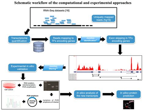 Transcription Factor