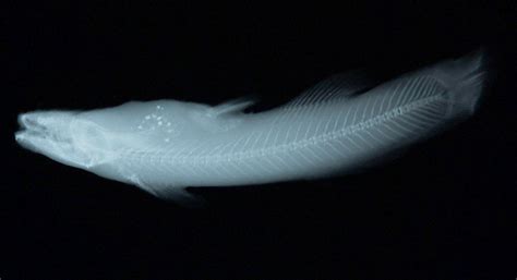 Liobagrus Formosanus Regan 1908