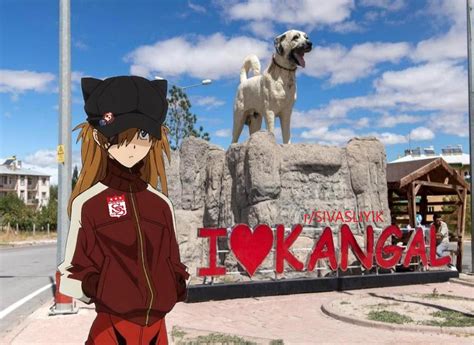 10 Gİsİ OlmuŞug Loo R Sivasliyik