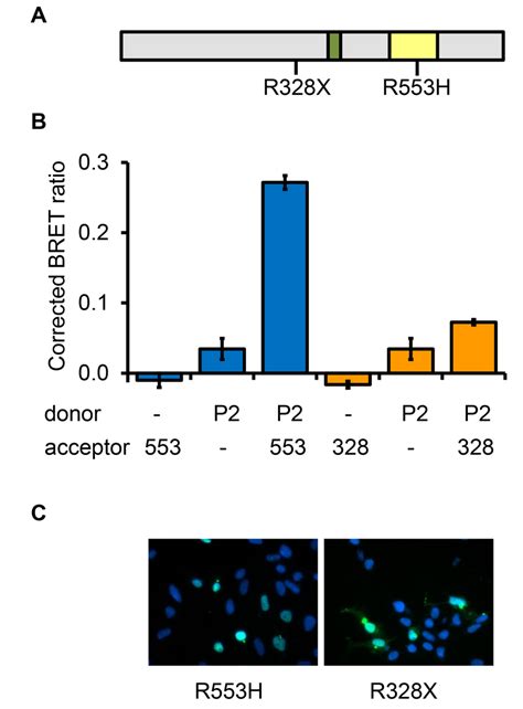 Evaluating The Effects Of Pathogenic Foxp2 Mutations On Protein Protein Download Scientific