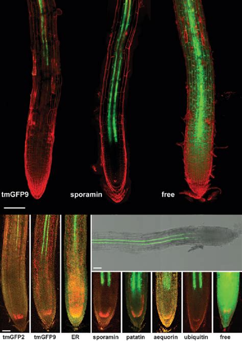 Figure 5 From Expression Of Gfp Fusions In Arabidopsis Companion Cells Reveals Non Specific