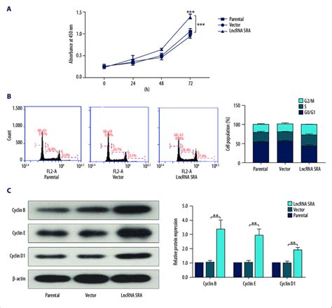 Up Regulation Of Lncrna Sra Promoted Cell Proliferation A Cell Download Scientific Diagram