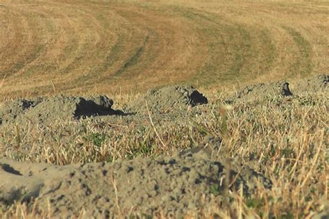 Less Frequent Field Rotation Equals Increasing Gopher Populations Ag Proud