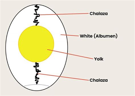 Egg Composition