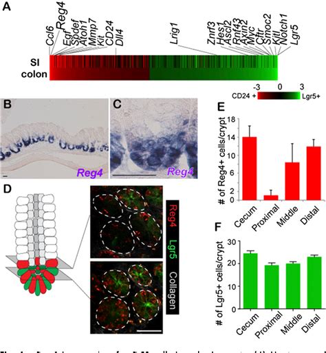 Figure 1 From Reg4 Deep Crypt Secretory Cells Function As Epithelial