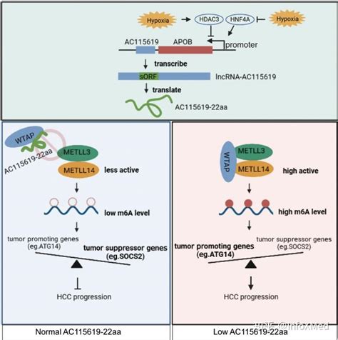 Cancer Res丨新型微肽ac115619 22aa通过调控m⁶a修饰发挥抑制肝癌的作用 知乎