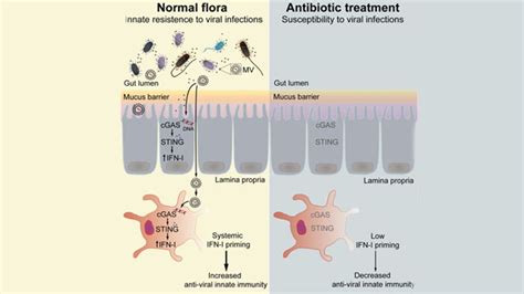 Gut Microbiome Protects Us From Viral Infections By Keeping The Immune System Poised
