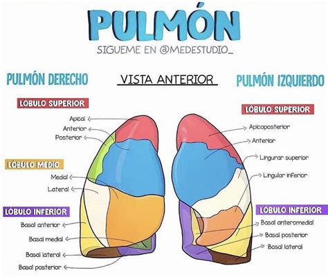 Segmentos Pulmón Materias De Enfermeria Cosas De Enfermeria Anatomia Humana Musculos