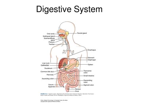 Digestive System Pictures Porn Hub Sex