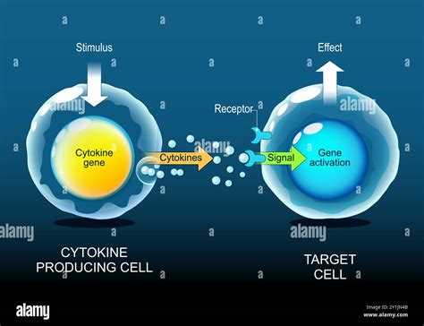 Cytokines Cell Signaling From Cytokine Producing Cell To Target Cell