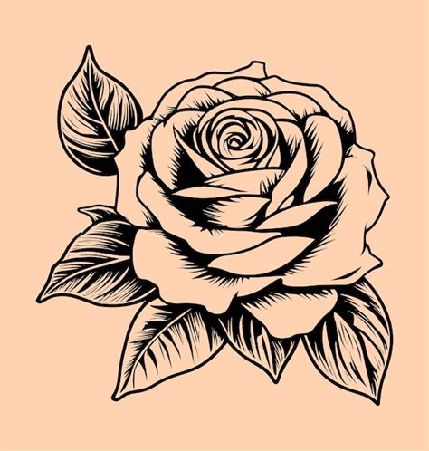 Page Rose Vectors Illustrations For Free Download Freepik
