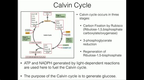 Carbon Fixation Rubisco