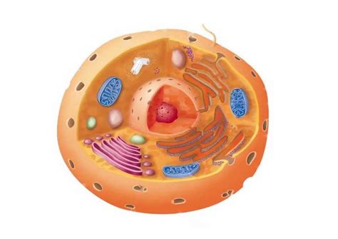 უჯრედის აგებულება Diagram Quizlet