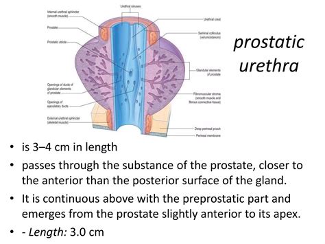 Urethra PPTX