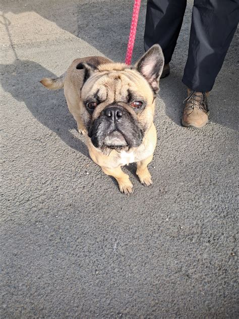 Bark Blackpool Association For Responsible K9s