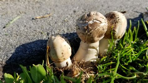Chlorophyllum Molybdites Knowyourweeds