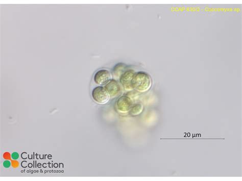 Coccomyxa Sp