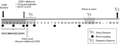 Figure 1 From Estrus Synchronization In Ewes With A Six Day Protocol