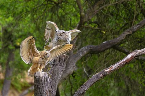 두 마리의 올빼미 올빼미와 독수리 올빼미 배경에 나무 줄기에 날개를 펼치고 앉아 있는 큰 나무는 푸른 나무입니다 갈색에 대한 스톡 사진 및 기타 이미지 Istock