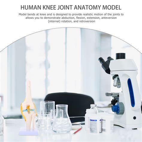 Knee Model Device Medical Teaching Joint Life Size Human Anatomy Body