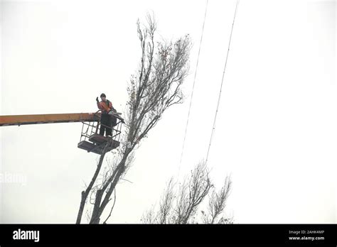 Workers In The Municipal Utilities Cut Tree Branches Trimming Tree Branches Interfering With