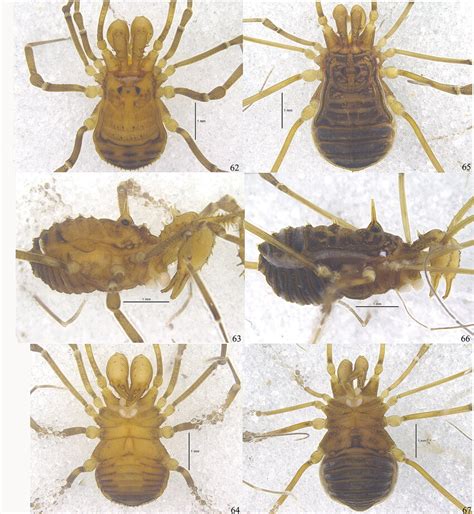 Photographs Of Male Figs 6264 Holotype And Female Figs 6567 Download Scientific Diagram