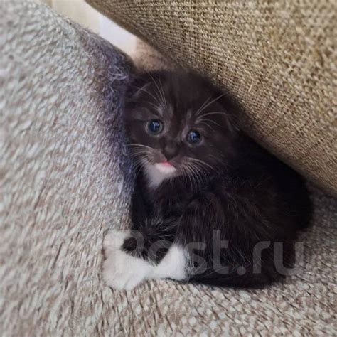 Вислоухая кошка в наличии Цена 3 500₽ во Владивостоке