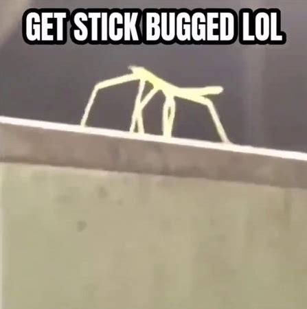 Get Stick Bugged Lol Blank Template Imgflip