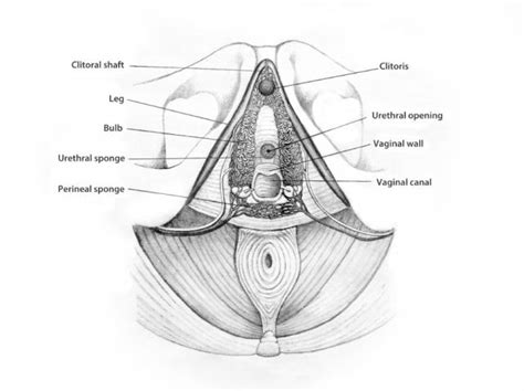 Pleasure Anatomy Bodysex