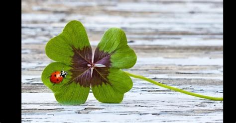 Късметчето на всяка зодия за днес 6 март Добра новина ще изпрати една зодия на седмото небе