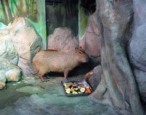 capybara detection object detection dataset and pre trained model by