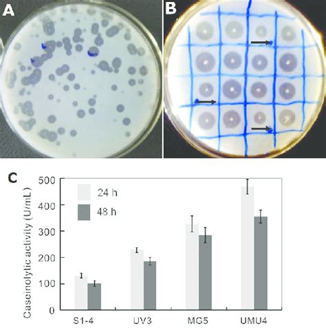 mutagenesis and screening of mutant isolates of bacillus subtilis s1 4