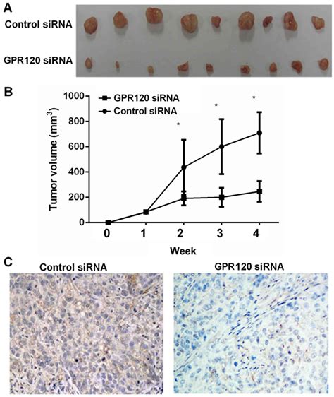 G‑protein‑coupled Receptor 120 Regulates The Development And