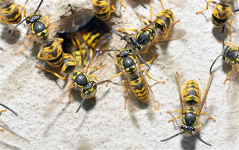 Wasp And Nest Removal In Easingwold Huby And York Wasp And Nest Removal In Easingwold Huby And York