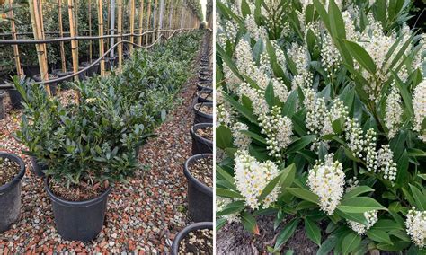 Cherry Laurel Prunus Laurocerasus Otto Luyken Shrub Multi Buy