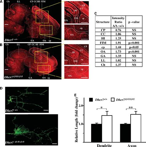 In Vivo Disruption Of Actin Polymerization And In Vitro Analysis Of Download Scientific
