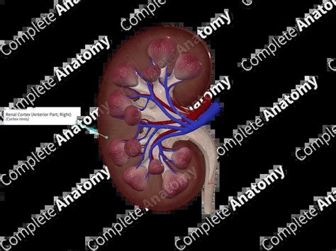 Renal Cortex Anterior Part Left Complete Anatomy