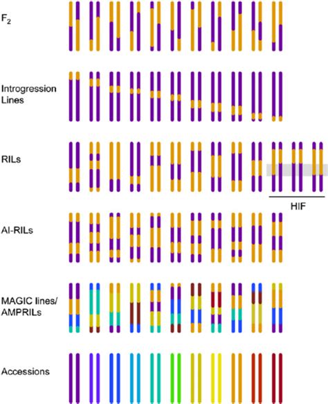 Populations For Mapping Genes Causing Trait Variation Colors Indicate Download Scientific