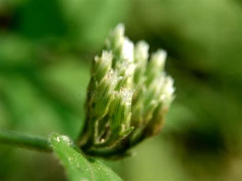 Macro Shot Chromolaena Odorata Minjangan Siam Weed Christmas Bush Devil Weed Floss Flower