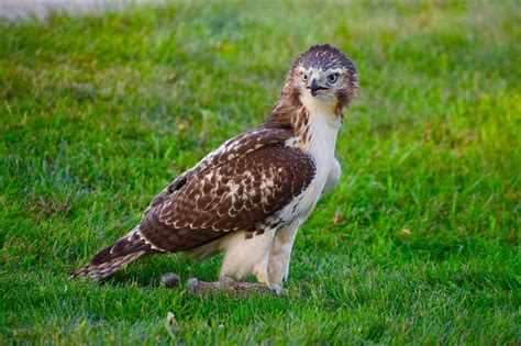 30000 Free Red Tailed Hawk And Hawk Photos Pixabay