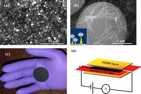 Representative Micro Structure Acquired Using A Field Emission Sem Download Scientific